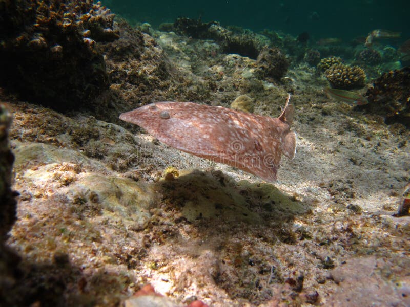 Stingrays, Leopard Electric Stingray . Stock Photo - Image of forest ...