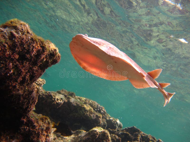 Stingrays, Leopard Electric Stingray . Stock Photo - Image of flower ...