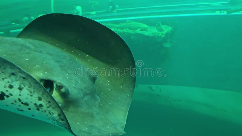 Fish Swimming in Large Tank at Aquarium. Stock Video - Video of aquatic ...