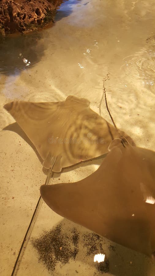 Stingrays stock image. Image of water, marine, ocean - 96634751
