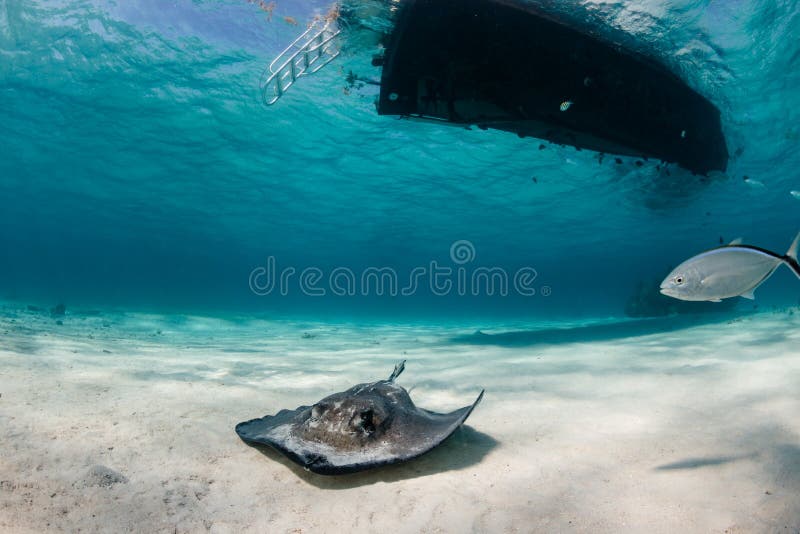 Stingrays under a boat stock photo. Image of marine, gentle - 86056042