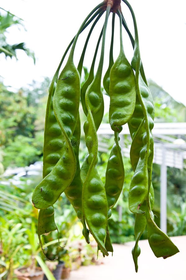 Stink bean stock photo. Image of healthy, fabaceae, diet - 34274630