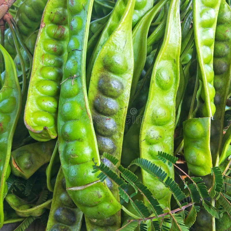 Stink bean from tree. stock image. Image of petai, fresh - 291470351