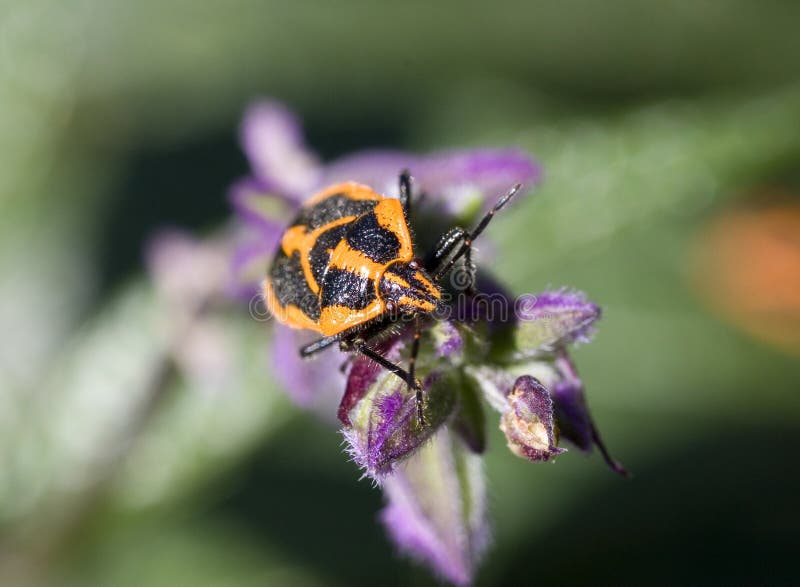 Stink beetle stock image. Image of cantharis, stream, plants - 735901