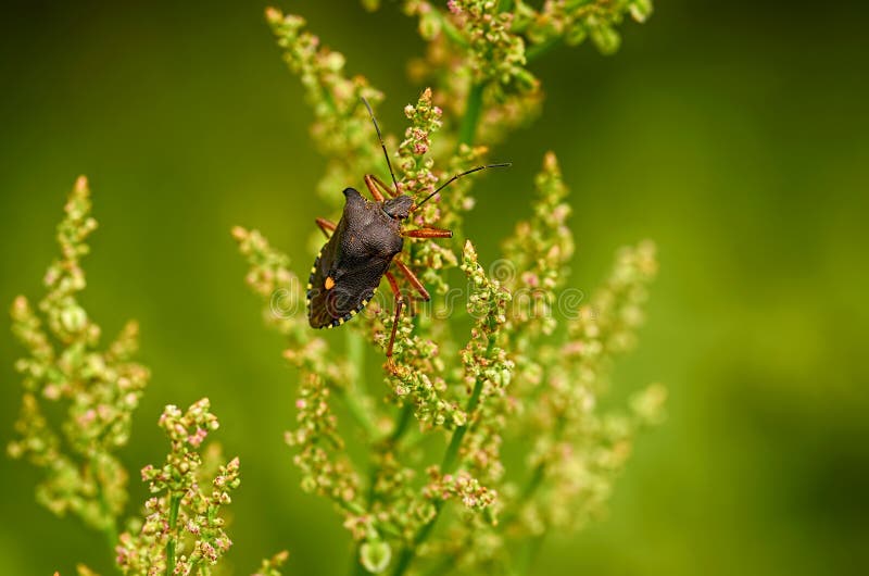 Stink bug stock image. Image of green, european, closeup - 76476331