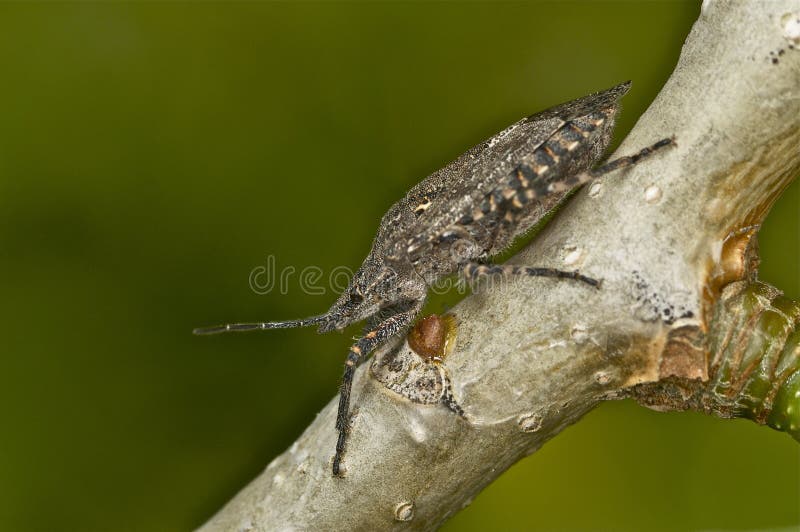 Stink bug on a branch stock image. Image of caterpillar - 55733661