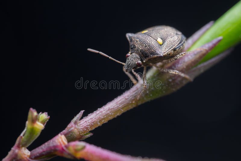 Stink Bug on Branch stock image. Image of dots, brown - 78323313
