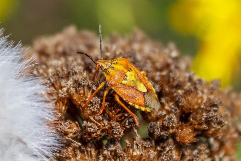 Stink bug close-up stock image. Image of beetle, wildlife - 79043769