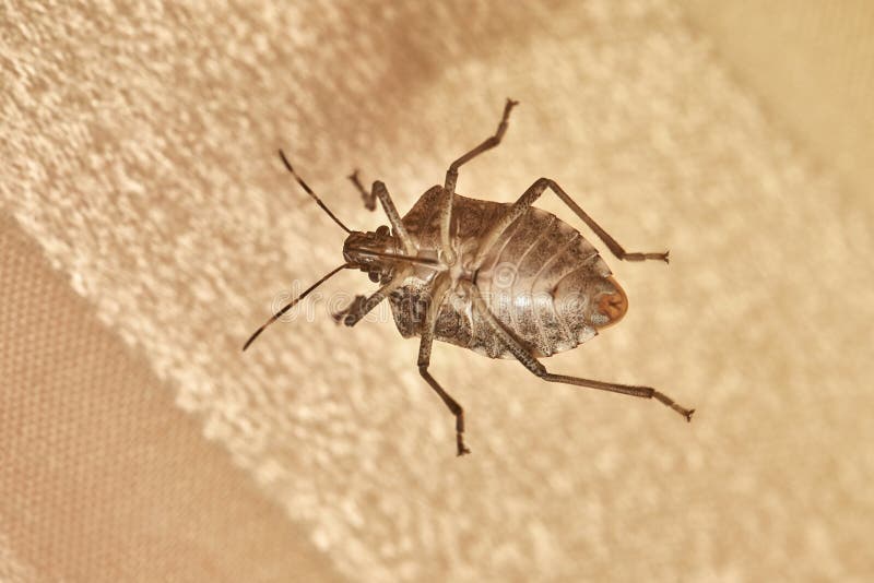 Stink bug on the window stock image. Image of background - 243069793
