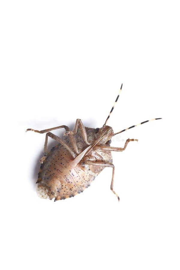 Stink bug closeup stock photo. Image of stink, belly - 258696244