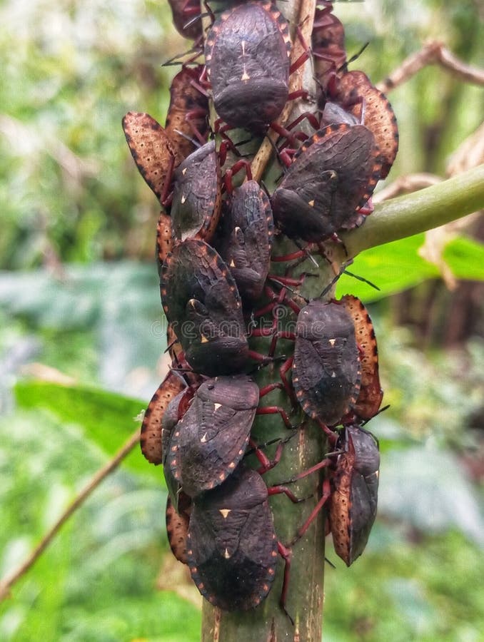 Stink Bug Colony Branch Stock Photos - Free & Royalty-Free Stock Photos ...