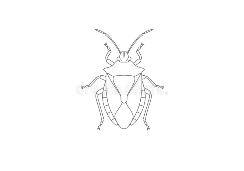 Stink Bug Drawing Stock Photos - Free & Royalty-Free Stock Photos from ...