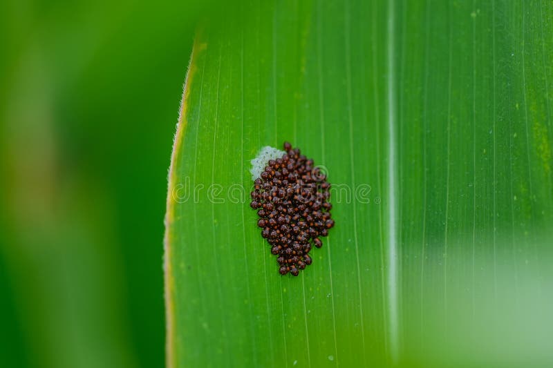 Stink Bug Eggs with Tree Bug, Pentatomidae Larvae Bugs on the Leaf of a ...