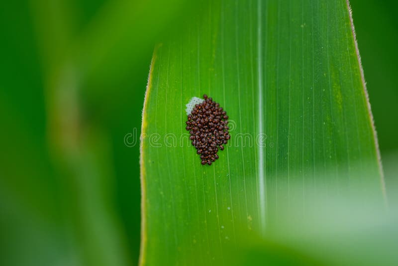 Stink Bug Eggs with Tree Bug, Pentatomidae Larvae Bugs on the Leaf of a ...