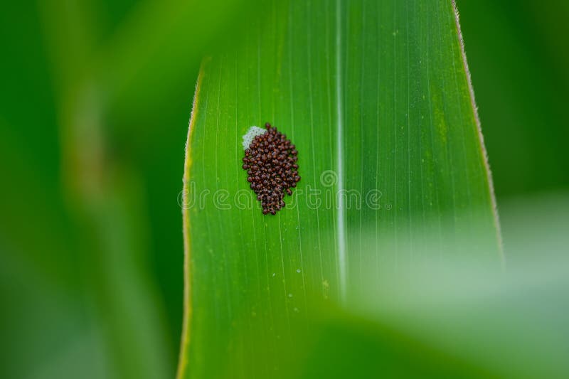 Stink Bug Eggs with Tree Bug, Pentatomidae Larvae Bugs on the Leaf of a ...