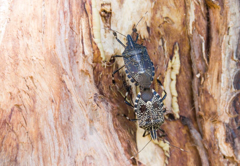 Stink Bug Eocanthecona Furcellata Stock Photo - Image of insect, nature ...