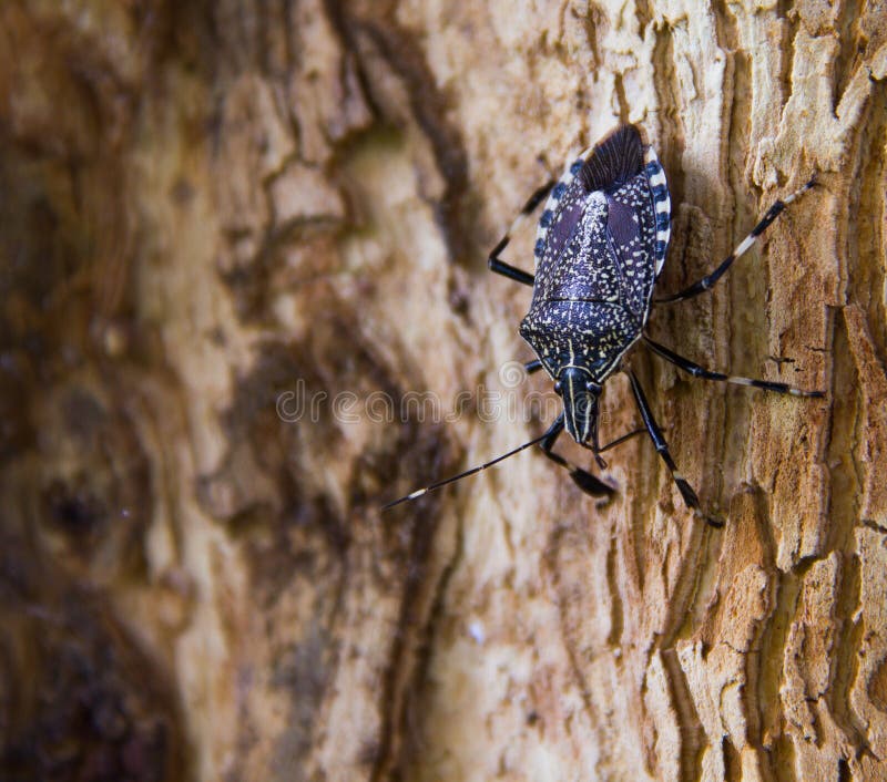 Stink Bug Eocanthecona Stock Photos - Free & Royalty-Free Stock Photos ...