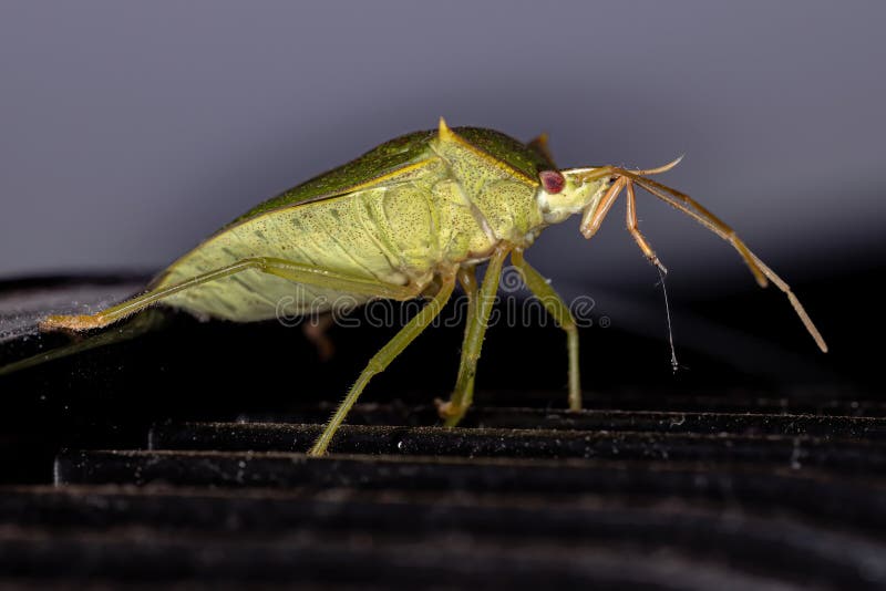 Stink Bug stock image. Image of biology, animal, brazil - 195249713