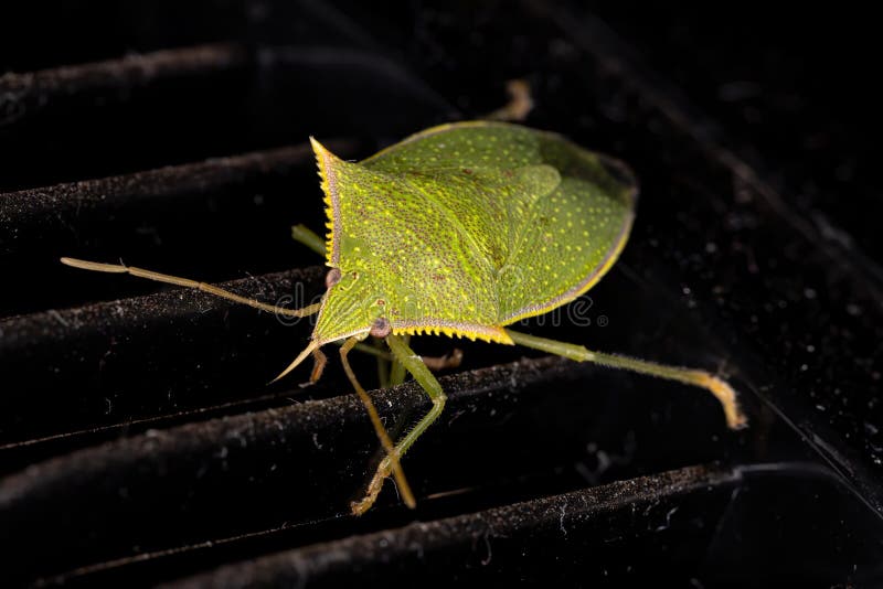 Stink Bug stock photo. Image of chlorocoris, deducta - 195249910