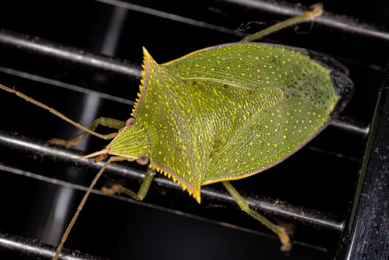 Stink Bug stock image. Image of fauna, detail, brazil - 195250119