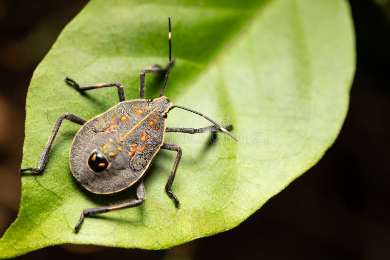 Stink bug close-up stock image. Image of beetle, wildlife - 79043769