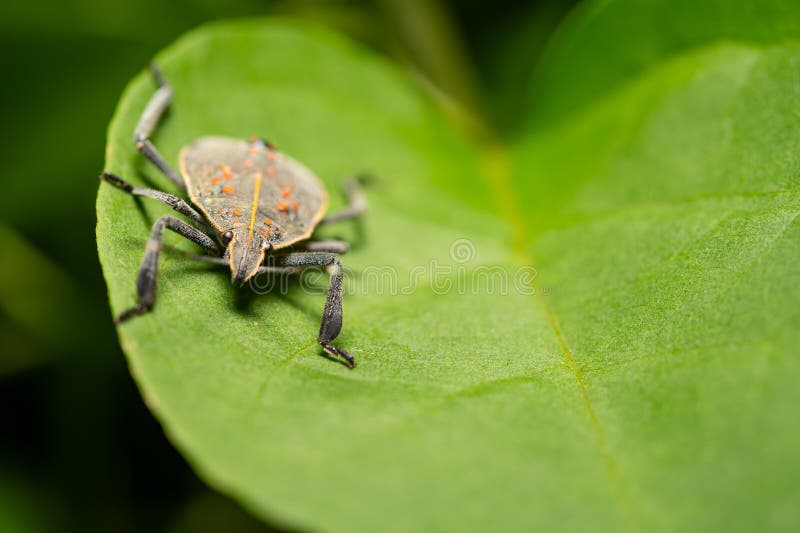 Stink bug close-up stock image. Image of beetle, wildlife - 79043769