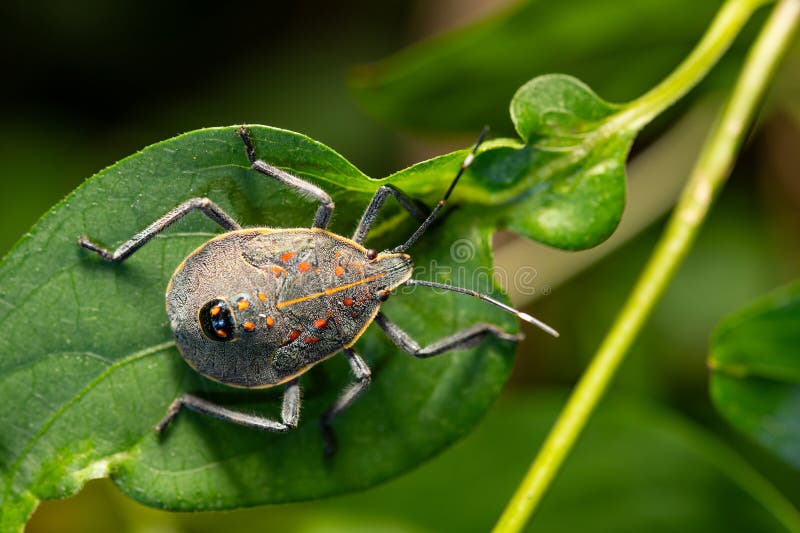 Stink bug close-up stock image. Image of beetle, wildlife - 79043769