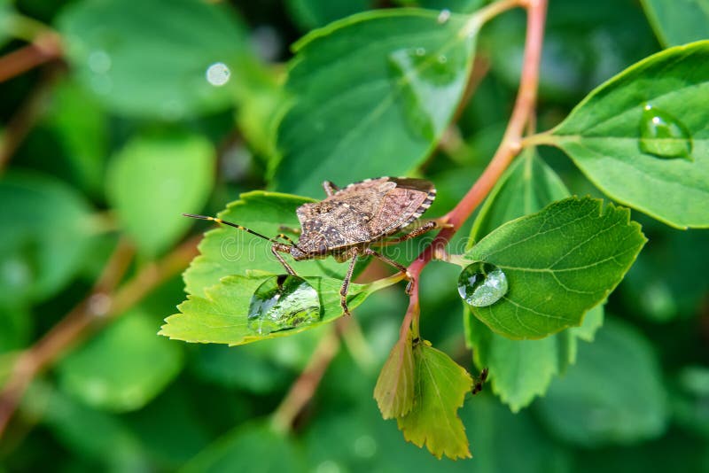 Stink bug on green leaf stock photo. Image of leaf, green - 151712818 Stink bug on green leaf stock photo. Image of leaf, green - 151712818