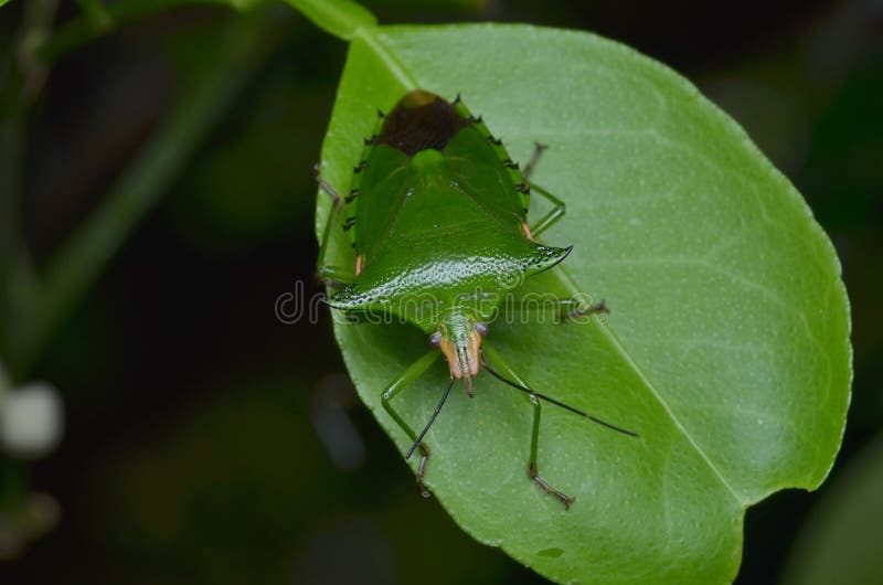 Stink bug stock photo. Image of stink, nature, standby - 53464468