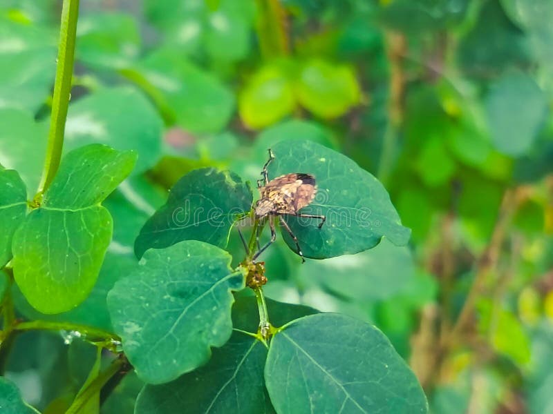 Stink Bug & X28;Halyomorpha Halys& X29; on a Leaf. Stock Image - Image of environment, halys ...