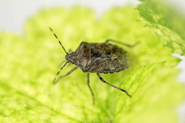 1,008 Stink Eye Mannequin Stock Photos - Free & Royalty-Free Stock ...