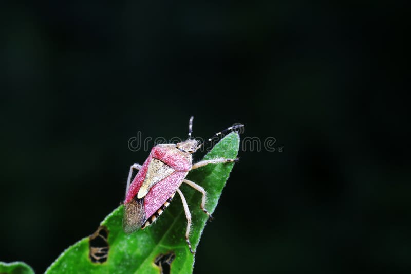 Stink Bug Insects in Natural State Stock Image - Image of life, amazing ...