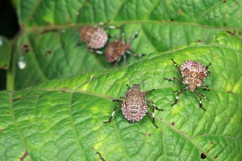 Stink Bug Insects in Natural State Stock Image - Image of nature ...