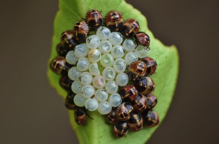 160 Stink Bug Egg Stock Photos - Free & Royalty-Free Stock Photos from ...