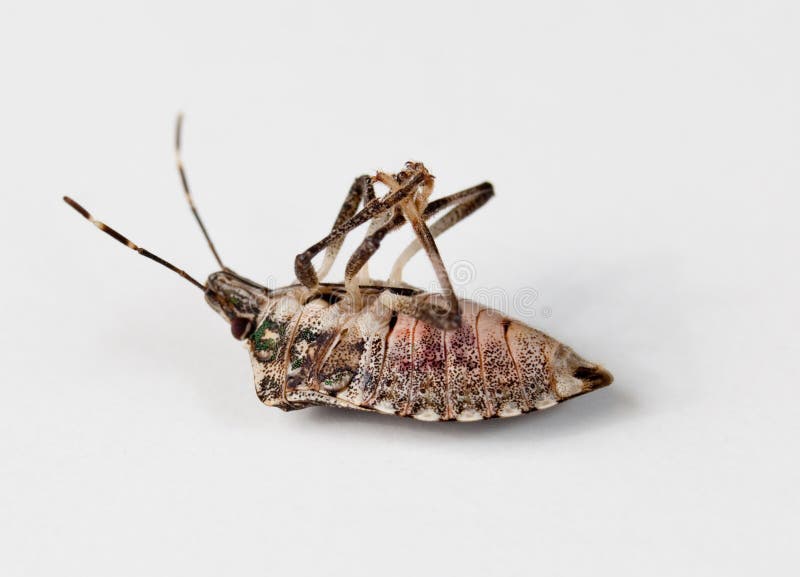 Stink bug lying on back stock image. Image of dead, macro - 12513865
