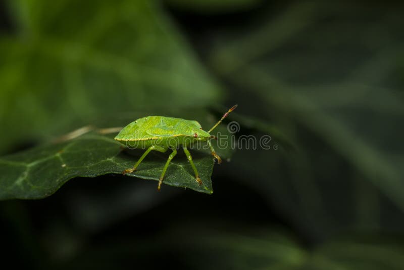 656 Shoot Bug Photos - Free & Royalty-Free Stock Photos from Dreamstime