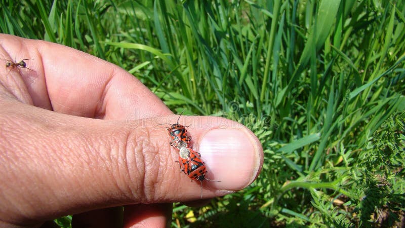 Stink Bug, Mating Insects. Firebug. Red and Black Striped Stink Bug ...
