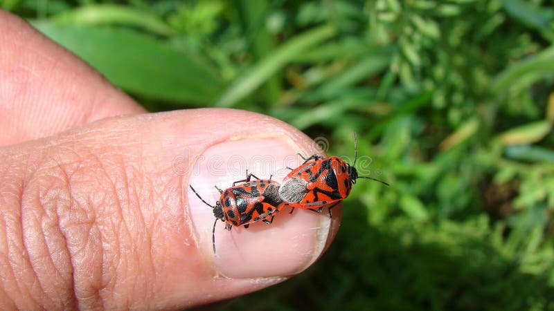 Stink Bug. Mating Insects on the Hand. Blue Stink Bug. Wildlife Stock ...