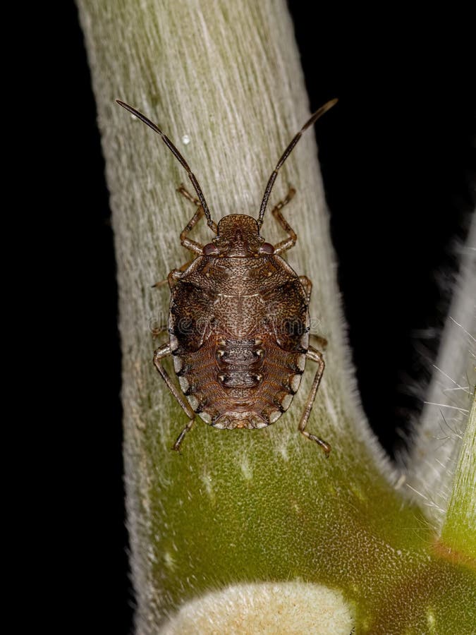Stink bug Nymph stock image. Image of nymph, entomology - 255477747
