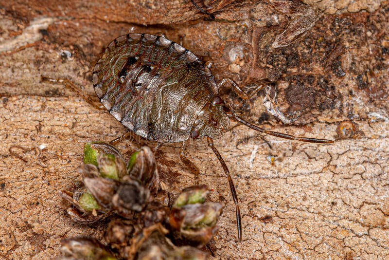 Stink bug Nymph stock image. Image of white, leaf, hemiptera - 255479529