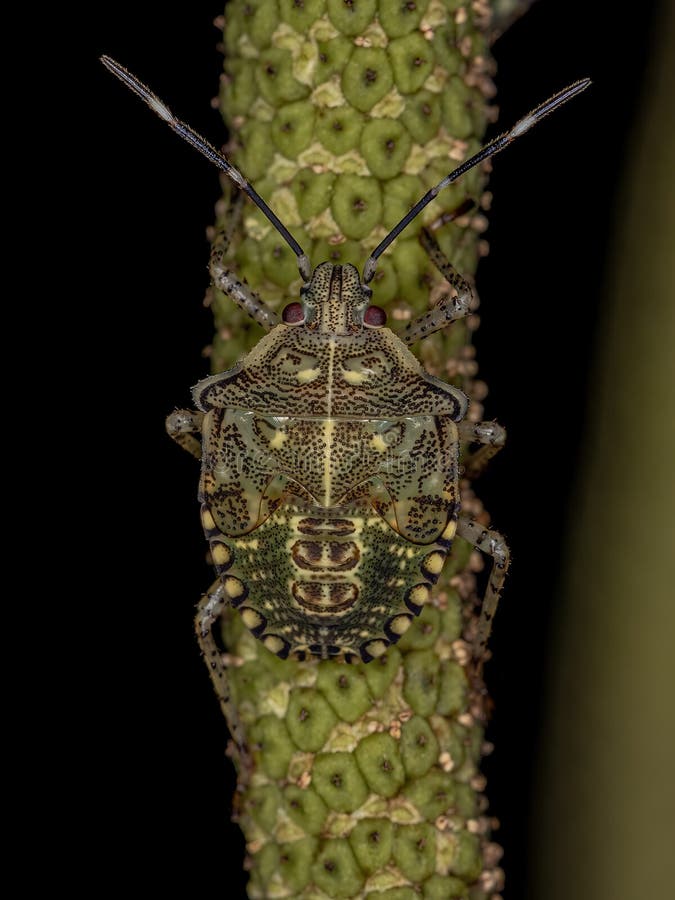 Stink bug Nymph stock photo. Image of nymph, hemipteran - 242013944