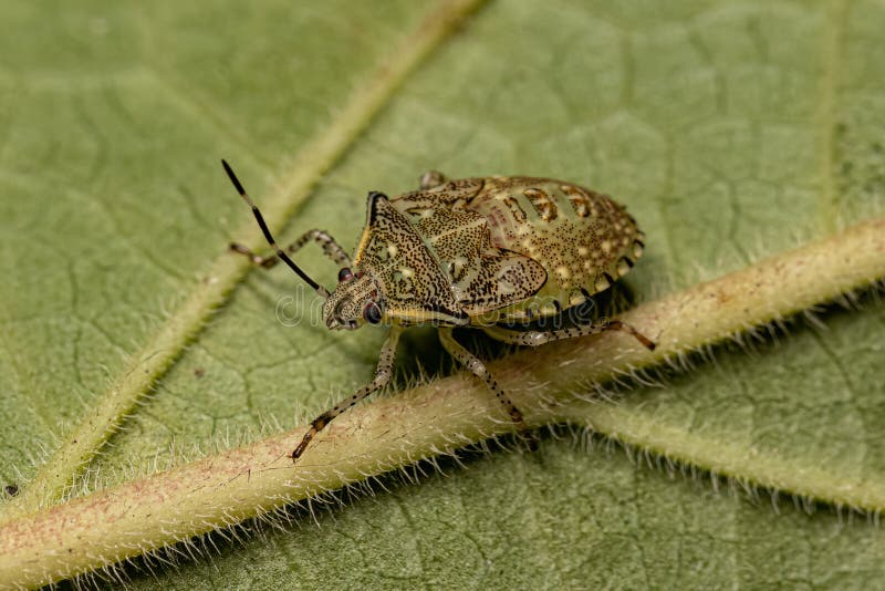 Stink bug Nymph stock image. Image of nature, fauna - 255484053