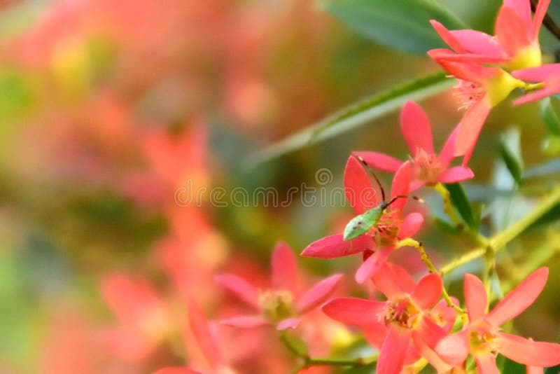 Stink Bug on Pink Flowers stock image. Image of blossom - 137551051