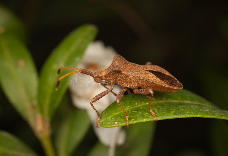 Stink Bug Resting on Leaves Stock Image - Image of beetle, animal: 70066527
