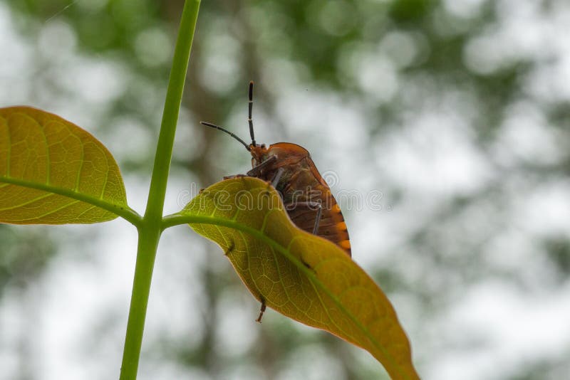 Leach Field Stock Photos - Free & Royalty-Free Stock Photos from Dreamstime