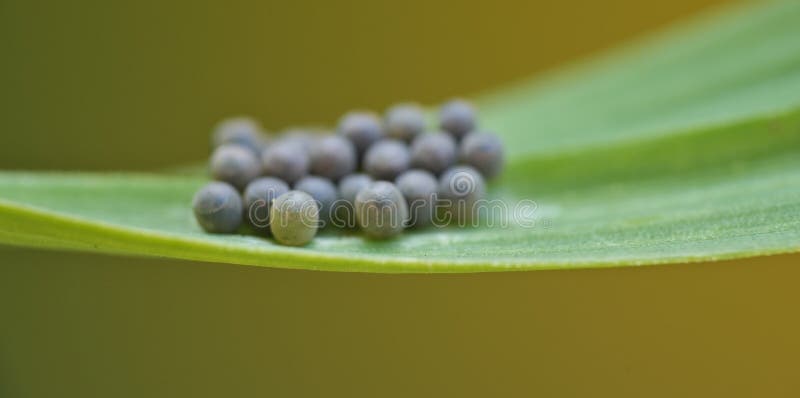 Stink Bug Shield Bug Unhatched Stock Image - Image of hemiptera ...