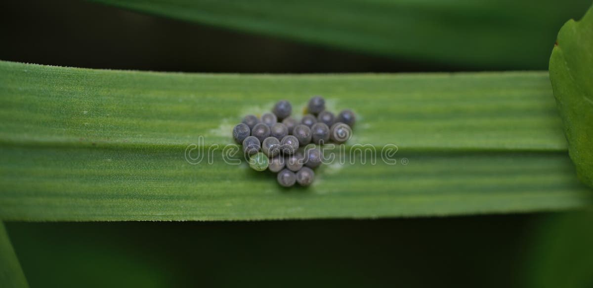 160 Stink Bug Egg Stock Photos - Free & Royalty-Free Stock Photos from ...