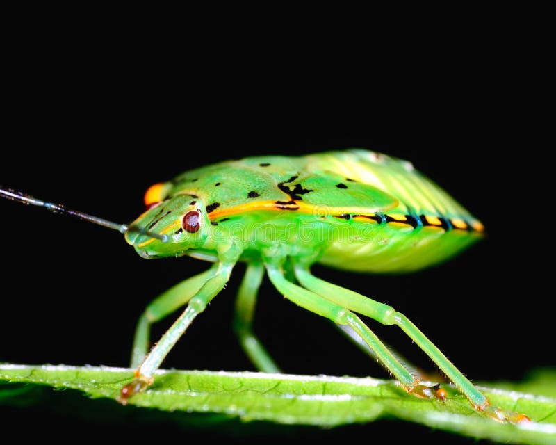 Stink bug stock photo. Image of animal, fauna, creature - 32819120