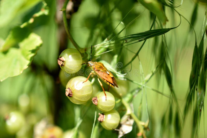 The Stink Bug Sits on the Fruits of the Currant. Stock Image - Image of ...