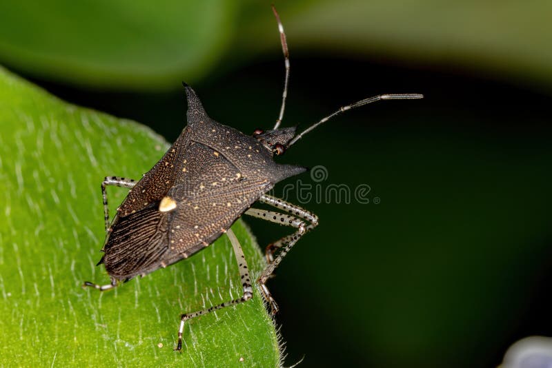 Stink Bug stock photo. Image of hemipteran, hemiptera - 196055872